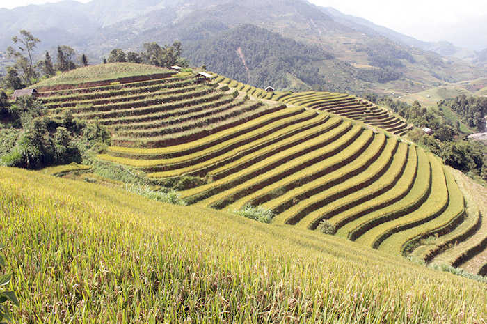 Hmong rice farmers in Vietnam - UCA News
