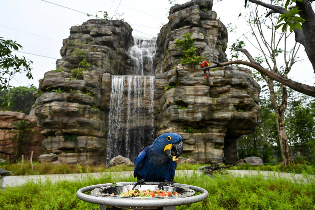 Singapore's new bio park to open with focus on birds - UCA News