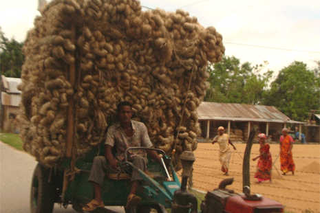 ‘Golden Fiber’ regains its glory - UCA News