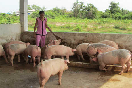 Pig project brings prosperity - UCA News