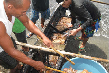 Southern Leyte battles starfish attack - UCA News