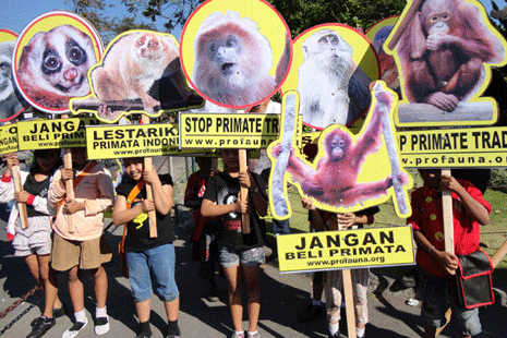 Wildlife groups urge end to primate trade - UCA News