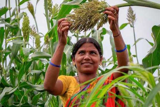 Dalit women reap benefits of millet farming in India - UCA News
