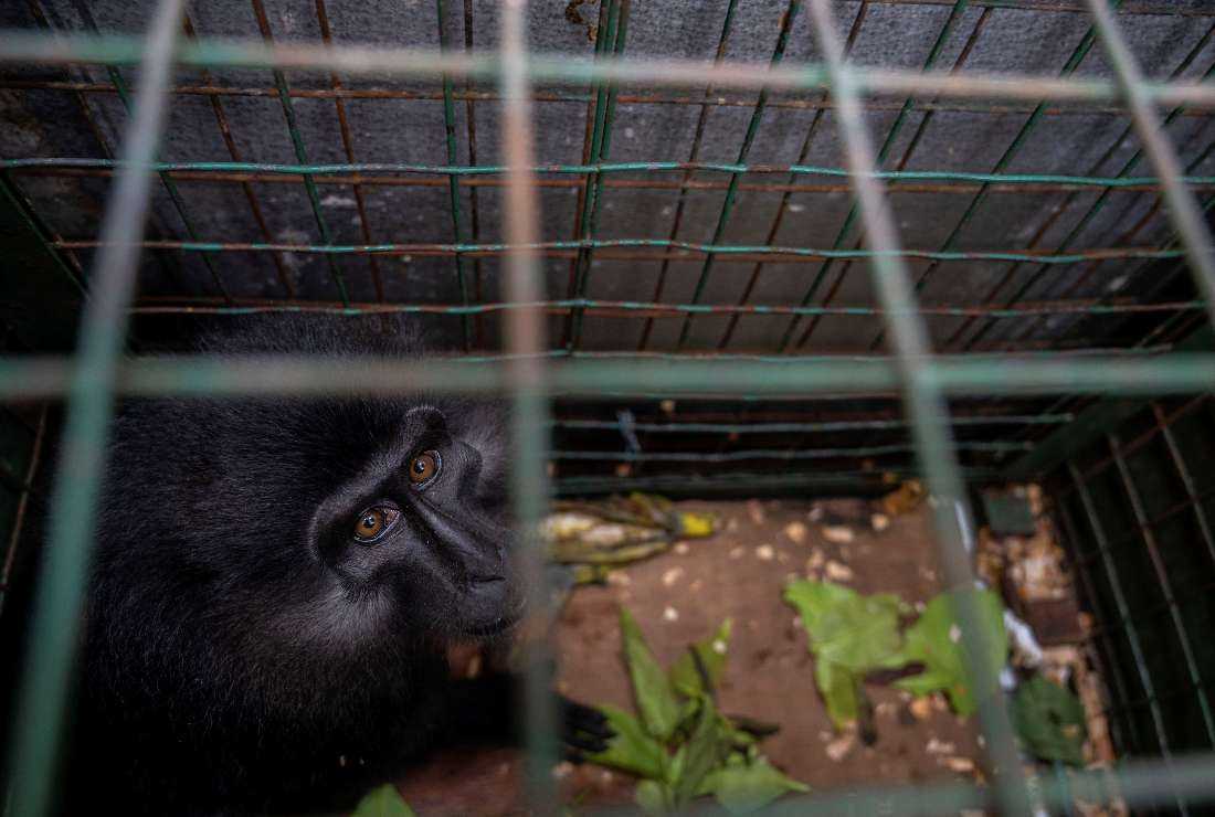 Cambodian wildlife official arrested in US - UCA News