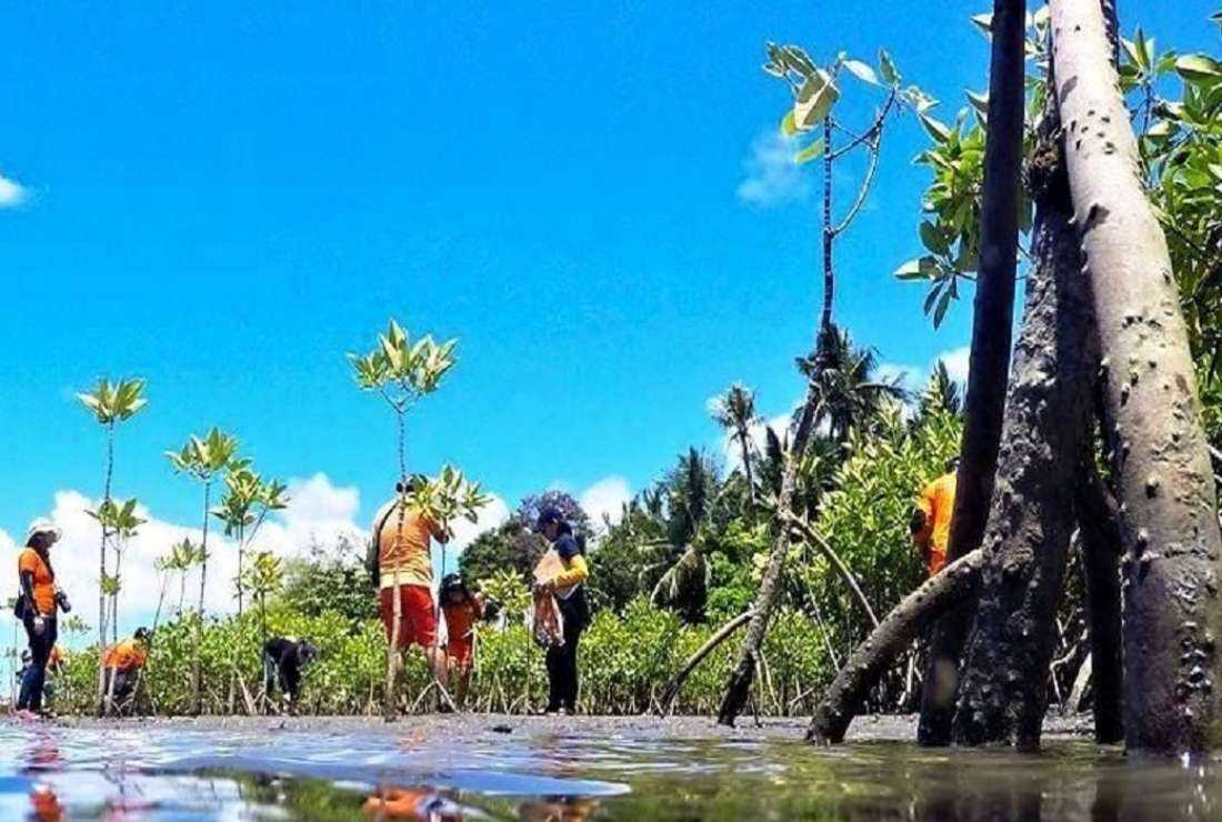 Bid launched to save Philippine coastlines with mangroves - UCA News