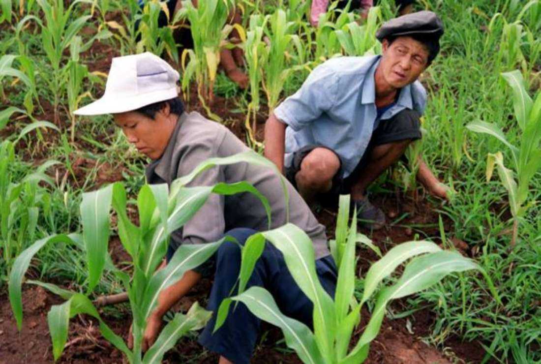 ‘Patriotic’ rice donation irks crisis-hit North Koreans - UCA News