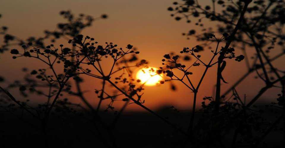 The Canticle of Brother Sun - UCA News