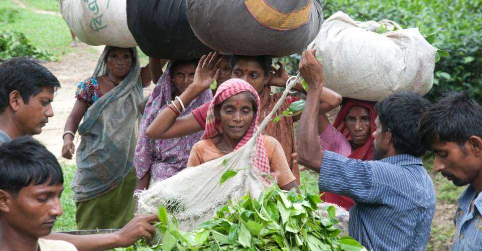 Bangladesh’s unpaid tea workers face starvation, negligence - UCA News