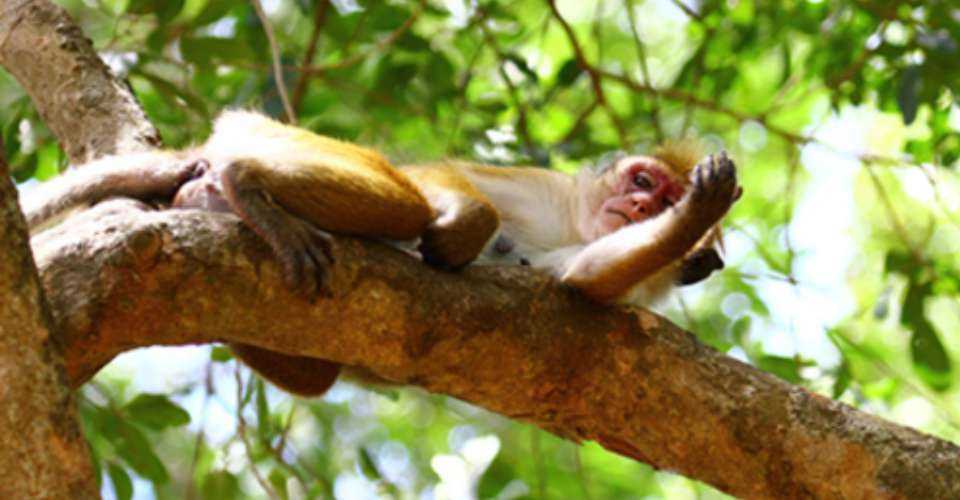 Sri Lankan farmers slam govt's failure to check monkey menance - UCA News