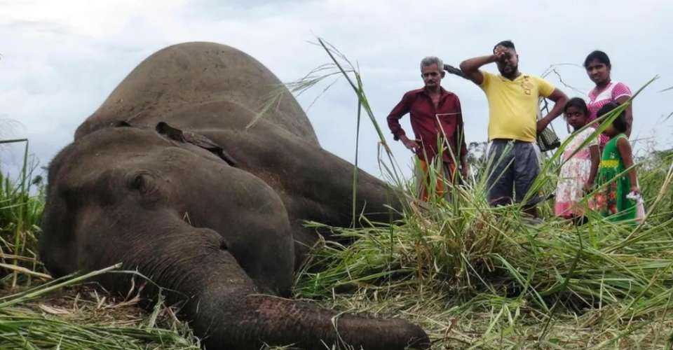 Sri Lankan govt’s stance on curbing wild animal menace draws flak - UCA ...