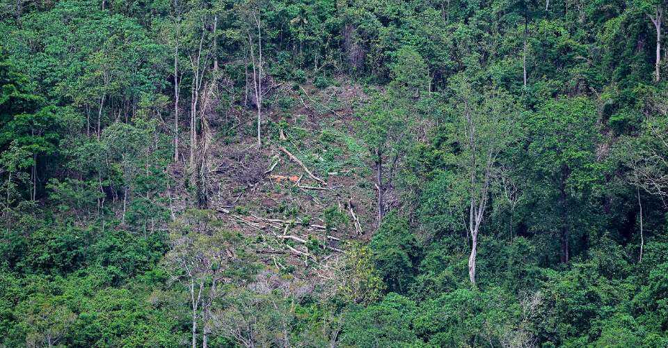 Activists slam Indonesia forest conversion plan - UCA News