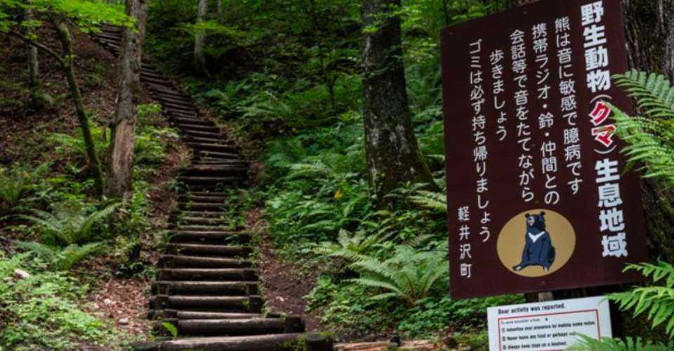 Japan governor seeks army help against 'dire' bear attacks - UCA News