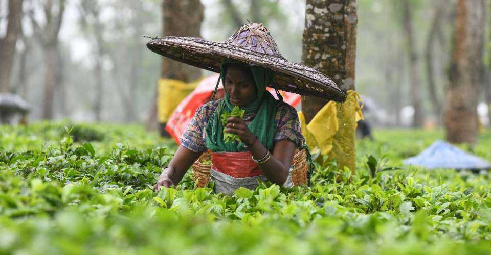 Christians hail promise of tea worker land rights in India’s Assam - UCA News