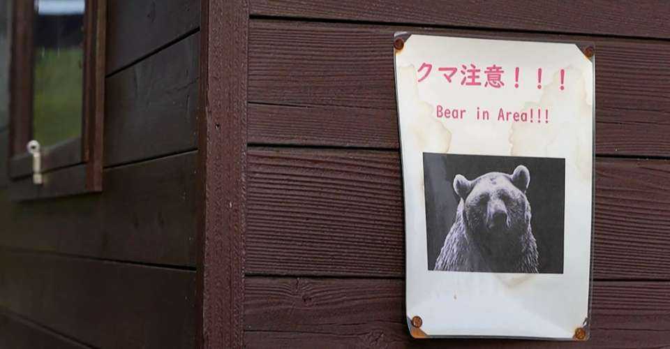 Northern Japan grapples with a surge in bear attacks - UCA News