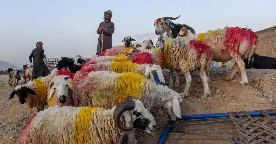 Pakistani Ahmadis face curbs, threats over Eid al-Adha celebrations ...